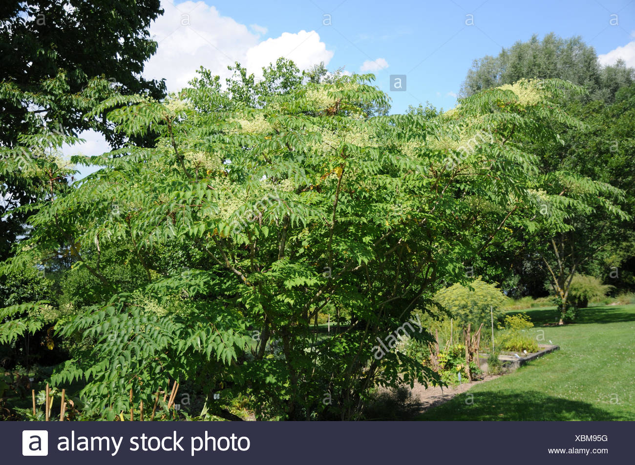 Japanese Angelica High Resolution Stock Photography and Images - Alamy