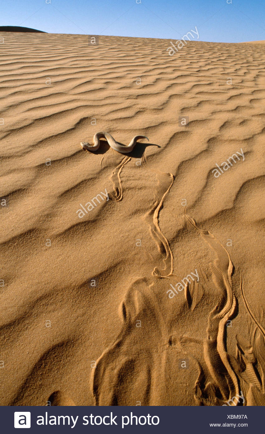 Common Sand Viper High Resolution Stock Photography and Images - Alamy