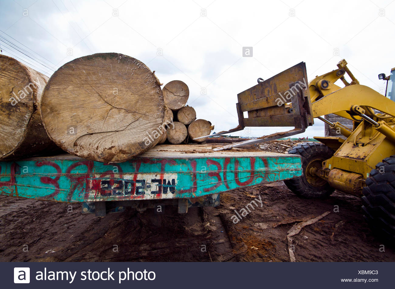 Amazon Rainforest Deforestation Logs High Resolution Stock Photography ...