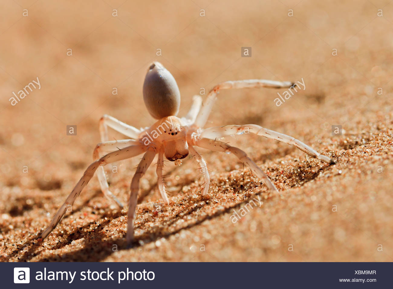 Dancing Lady Spider High Resolution Stock Photography and Images - Alamy