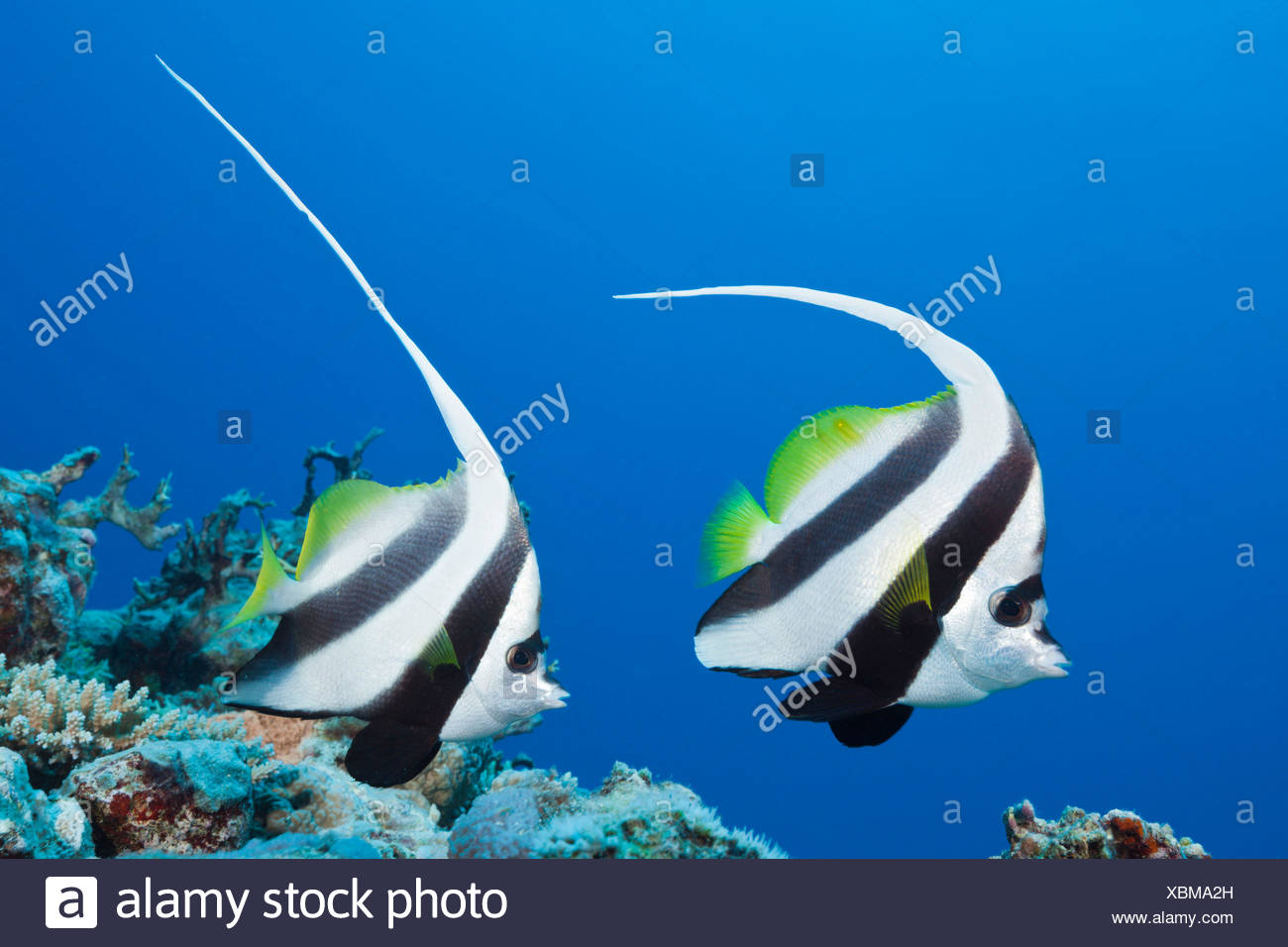 Longfin Bannerfish High Resolution Stock Photography and Images - Alamy