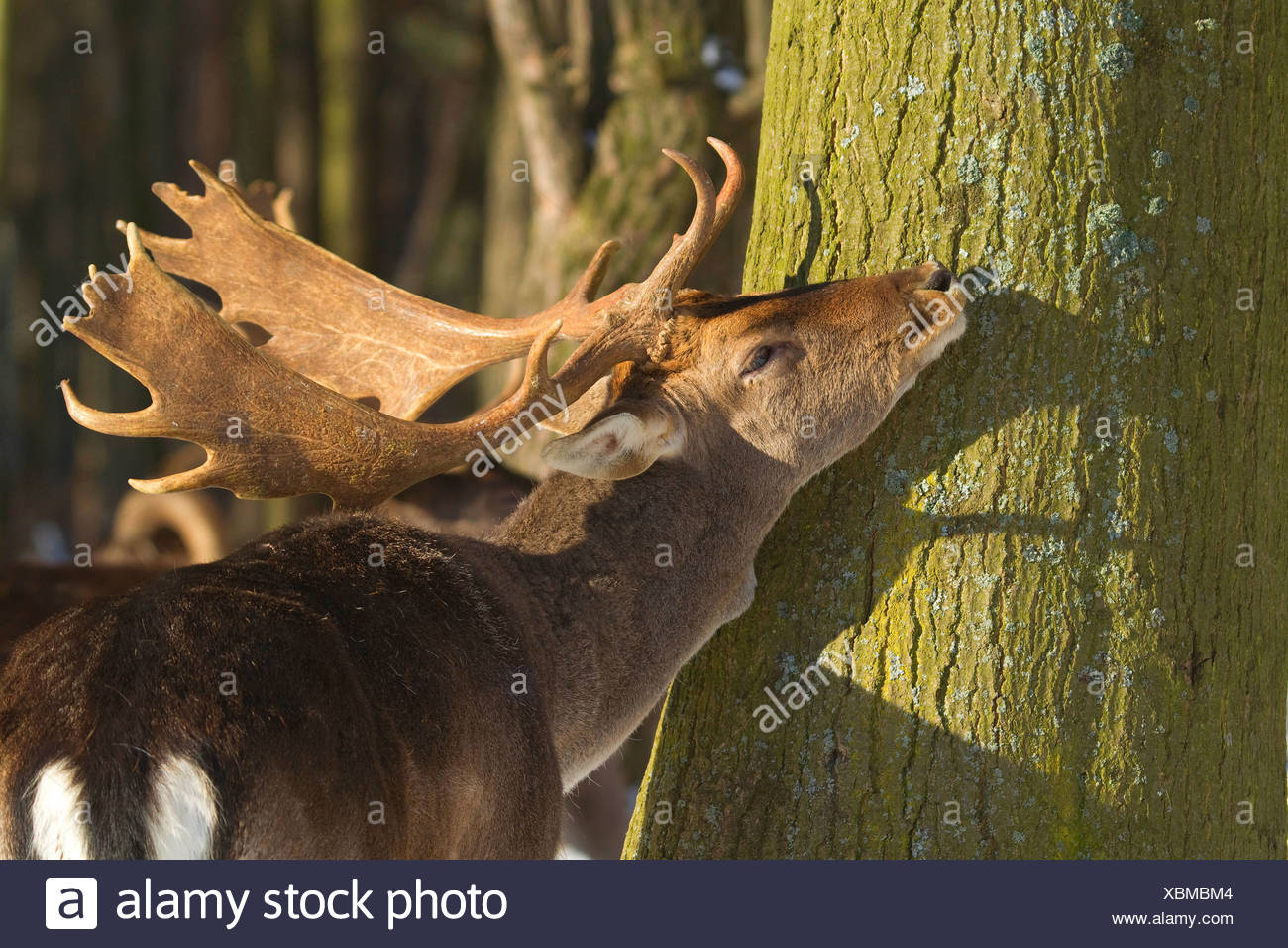 Rubbing Antlers Stock Photos & Rubbing Antlers Stock Images - Alamy