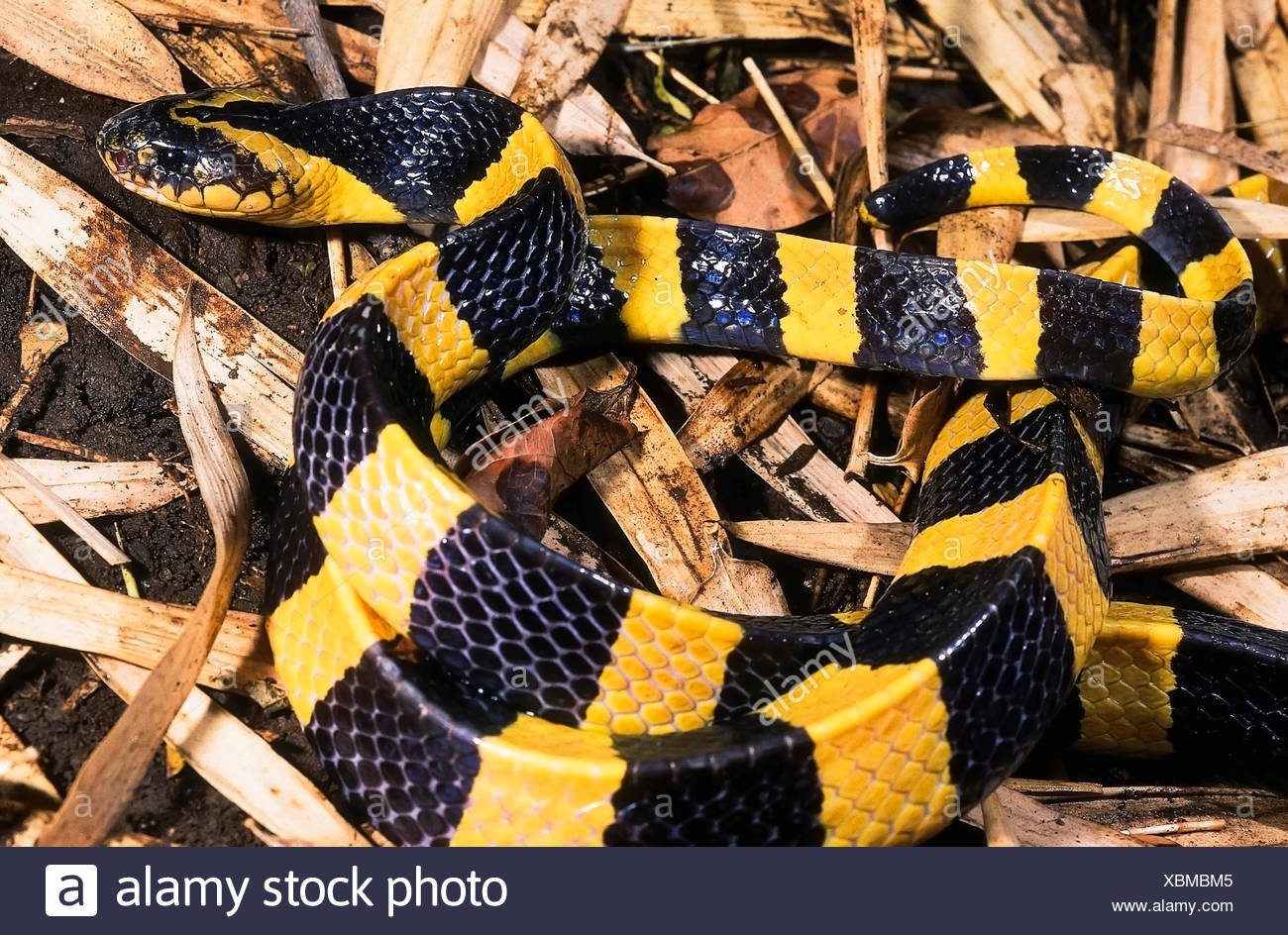 Herpetologist High Resolution Stock Photography and Images - Alamy