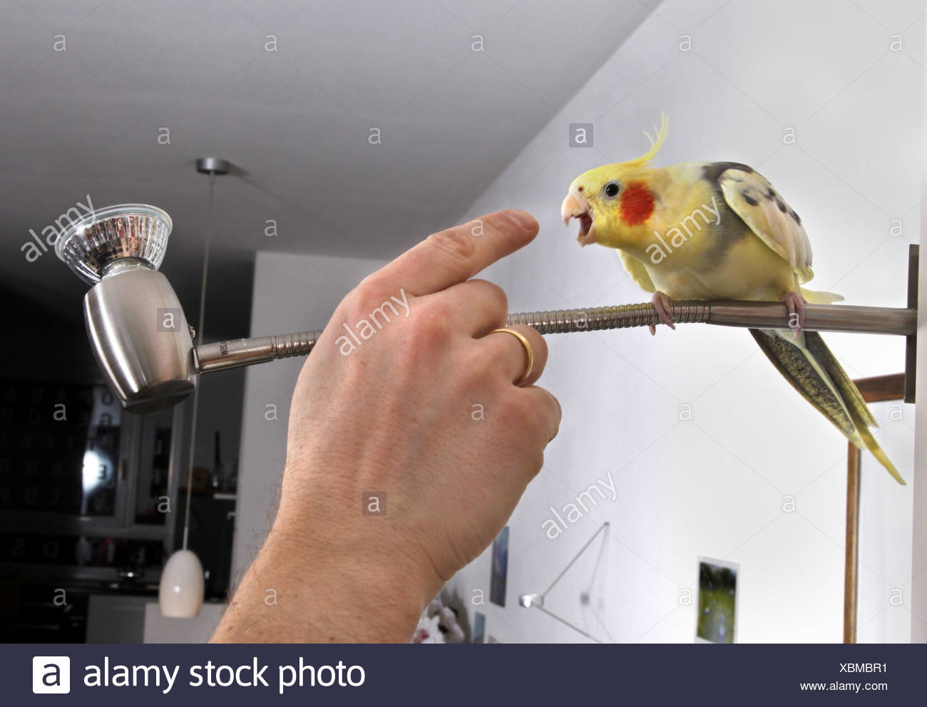 Cockatiel On Hand High Resolution Stock Photography and Images - Alamy