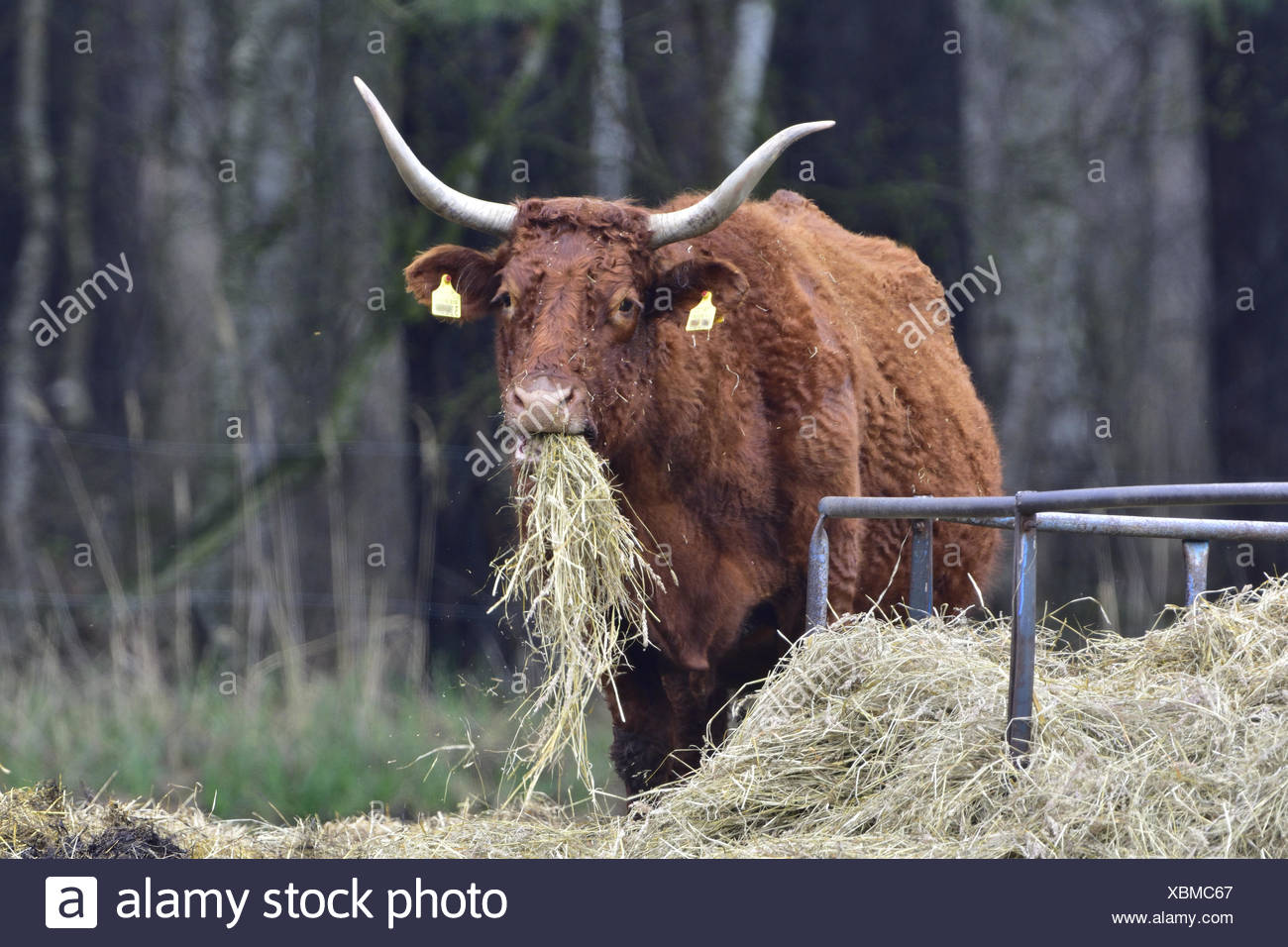 Cow Of Salers Breed High Resolution Stock Photography and Images - Alamy