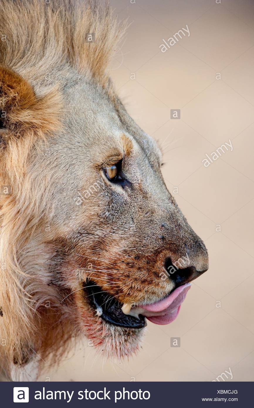 Lion Head Side Profile High Resolution Stock Photography and Images - Alamy