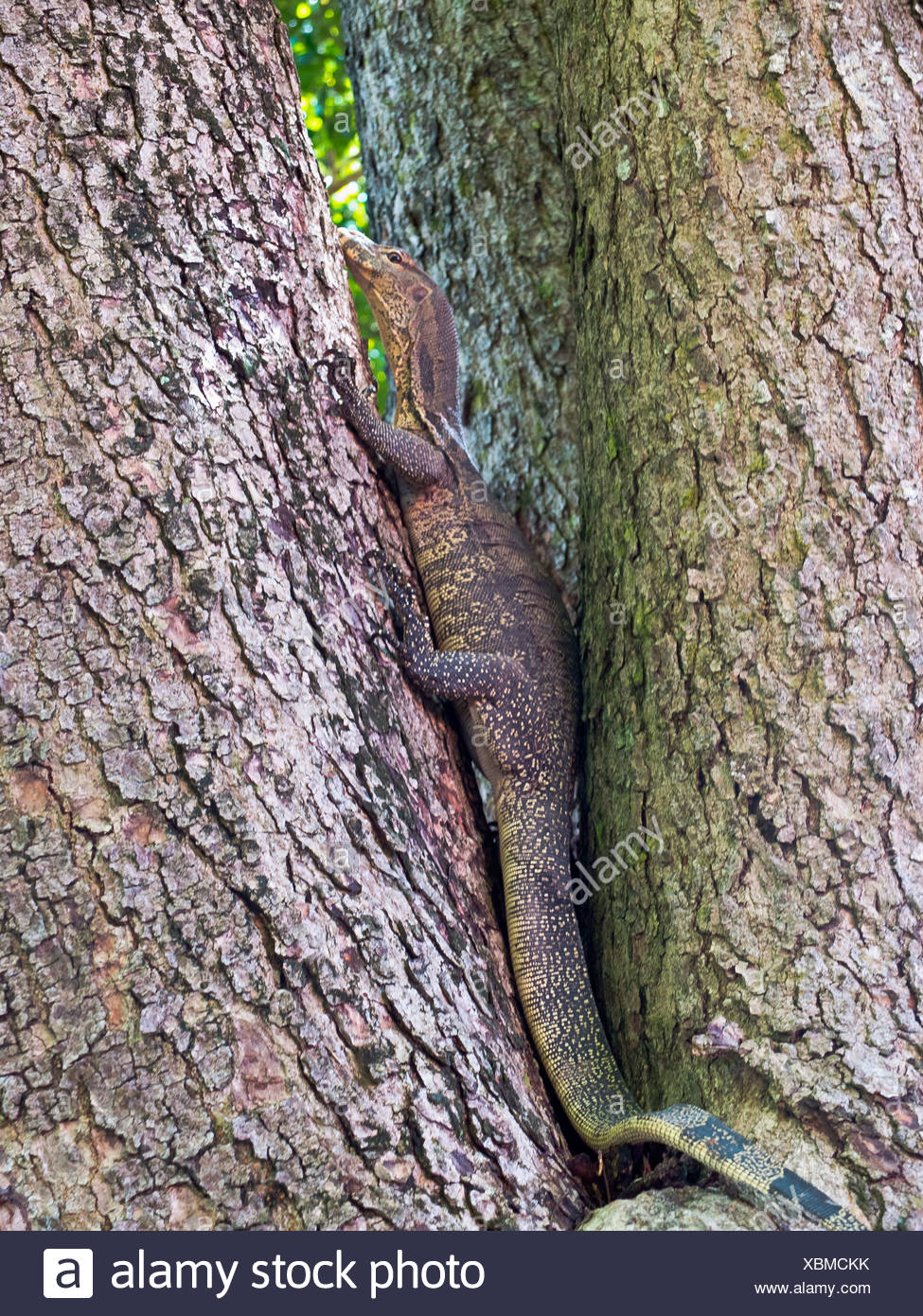 Varan High Resolution Stock Photography and Images - Alamy