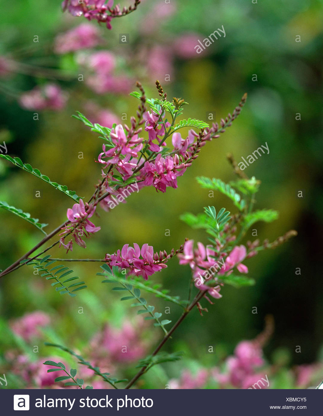 Indigofera Tinctoria High Resolution Stock Photography and Images - Alamy