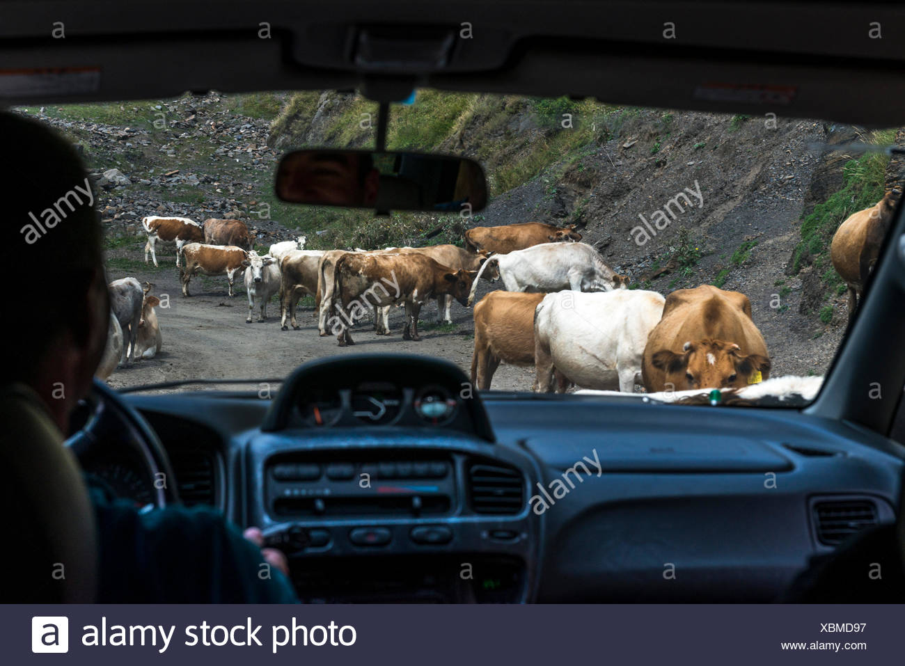 Animal Blocking Road Stock Photos & Animal Blocking Road Stock Images ...