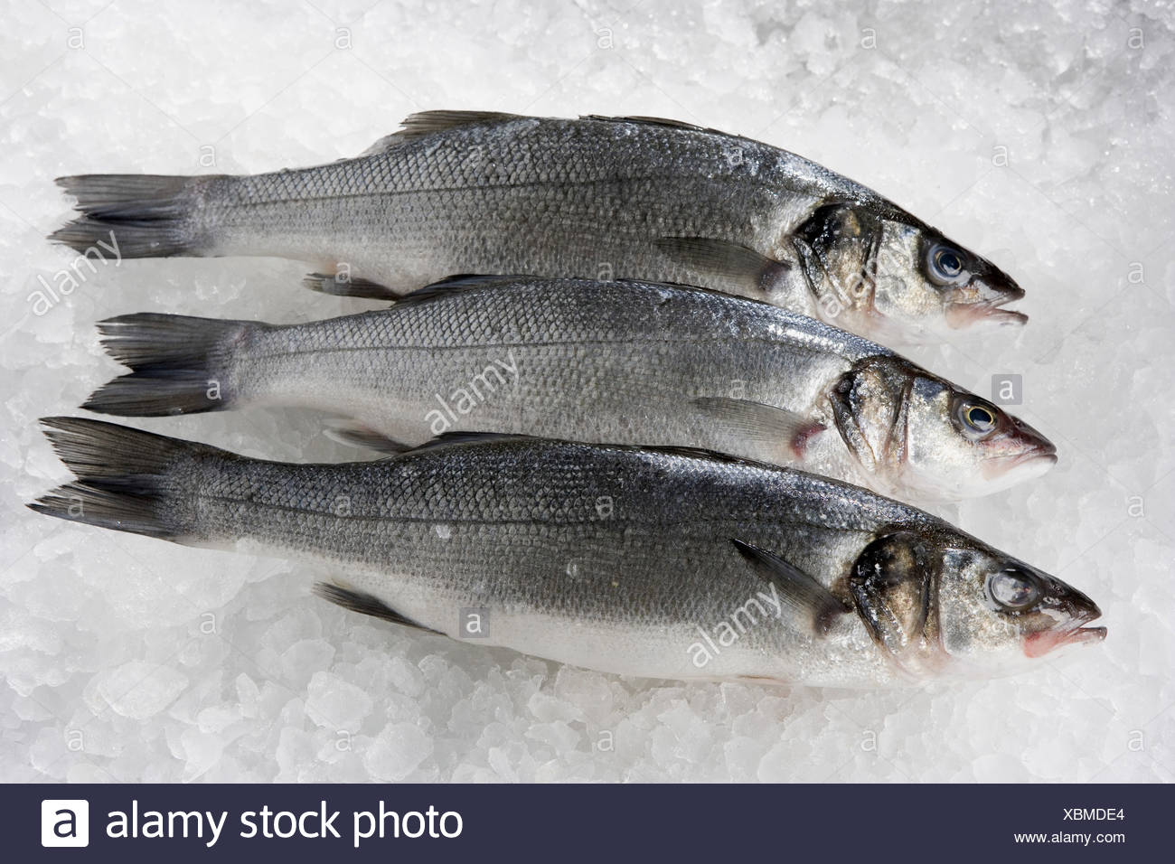 Seawolf Fish High Resolution Stock Photography and Images - Alamy