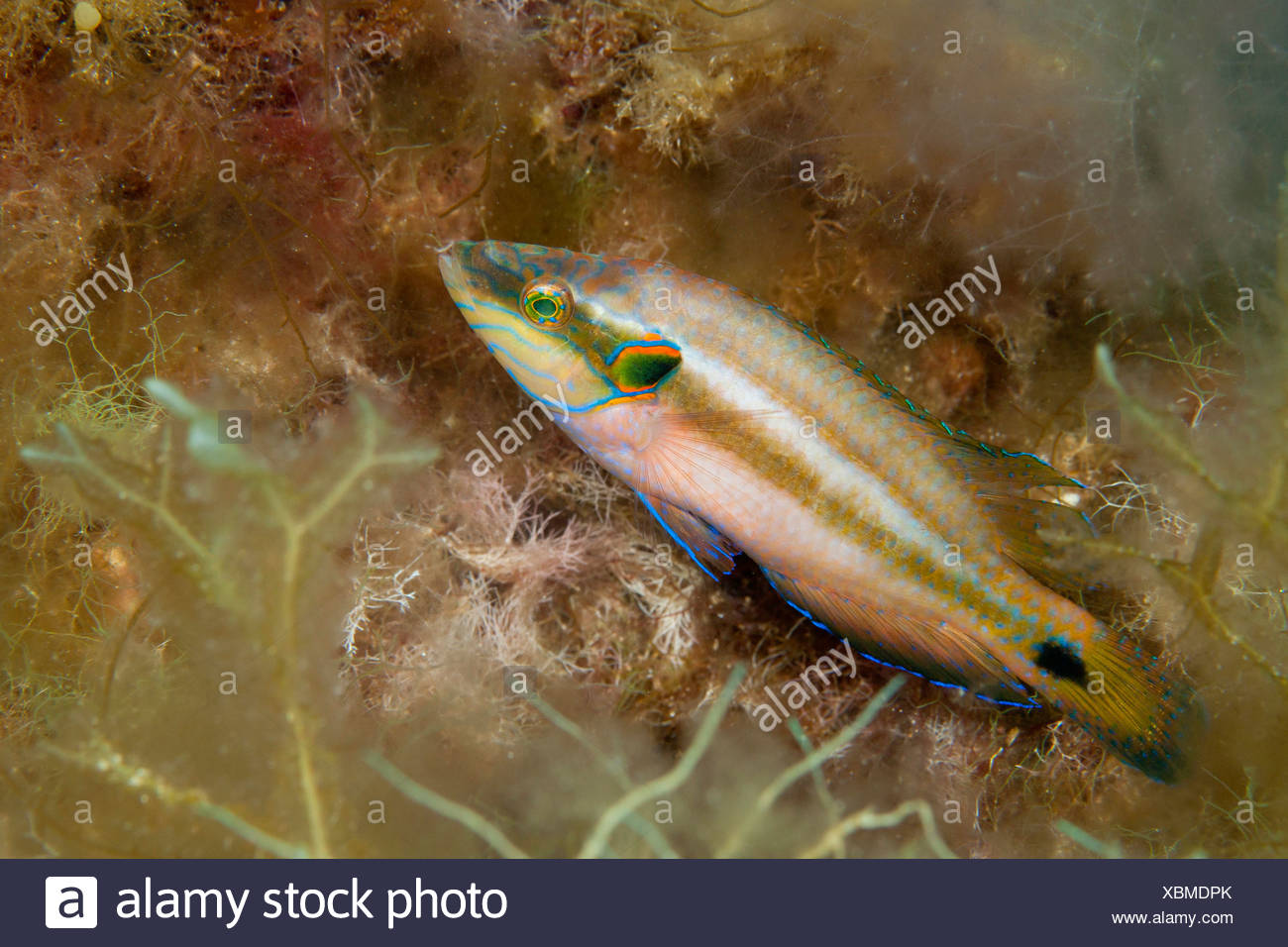 Symphodus Ocellatus High Resolution Stock Photography and Images - Alamy