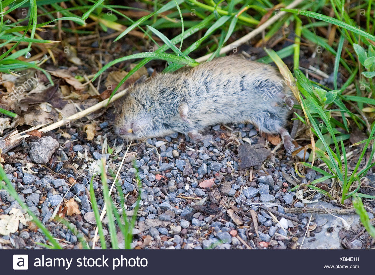Mouse Skeleton High Resolution Stock Photography and Images - Alamy