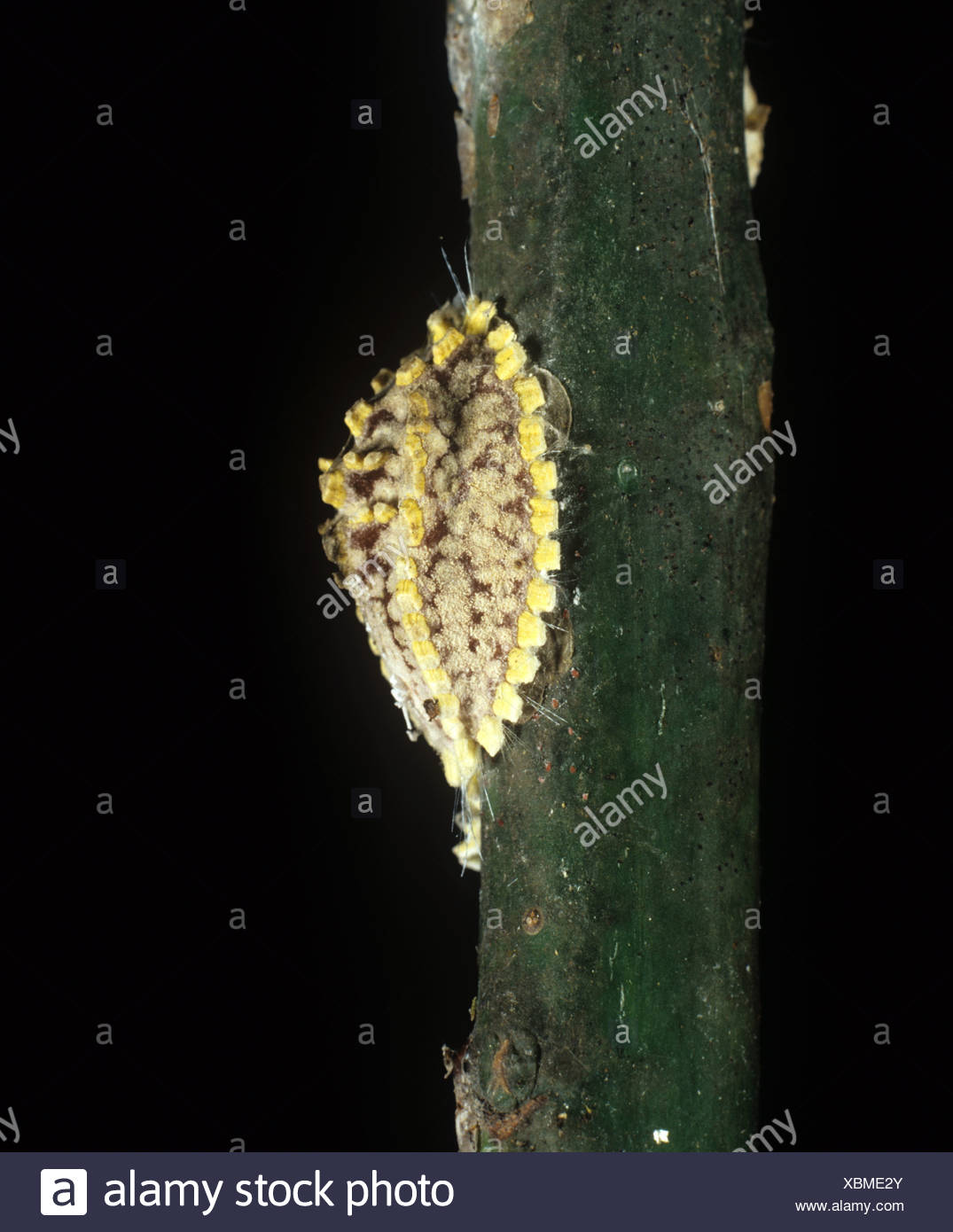 Mango Pest High Resolution Stock Photography and Images - Alamy