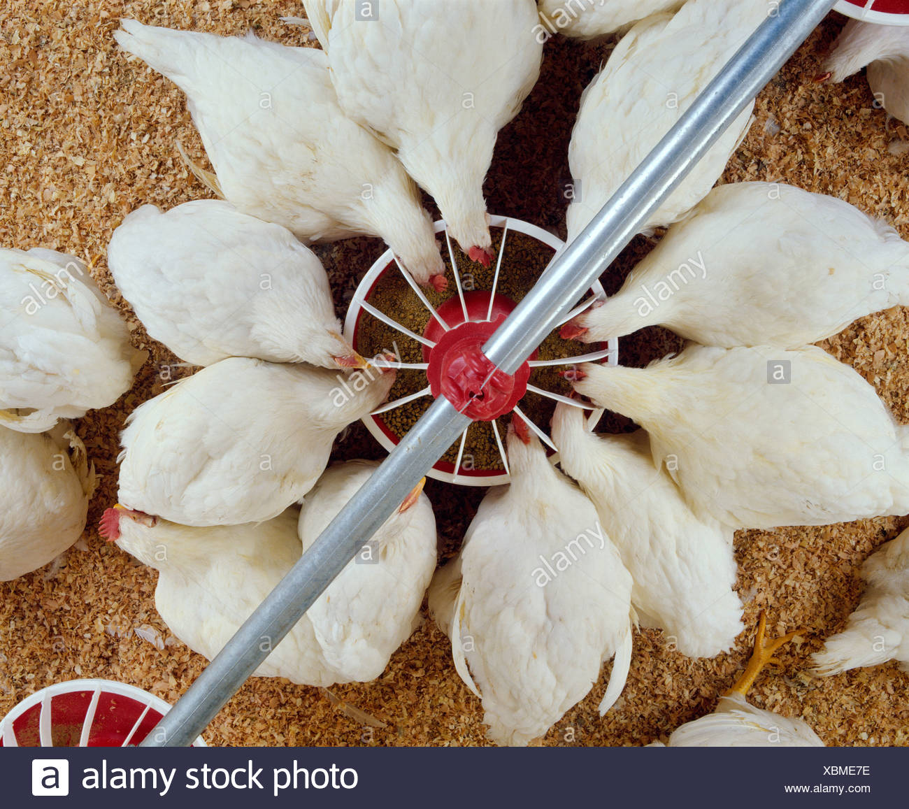 Hubbard Chicken High Resolution Stock Photography and Images - Alamy