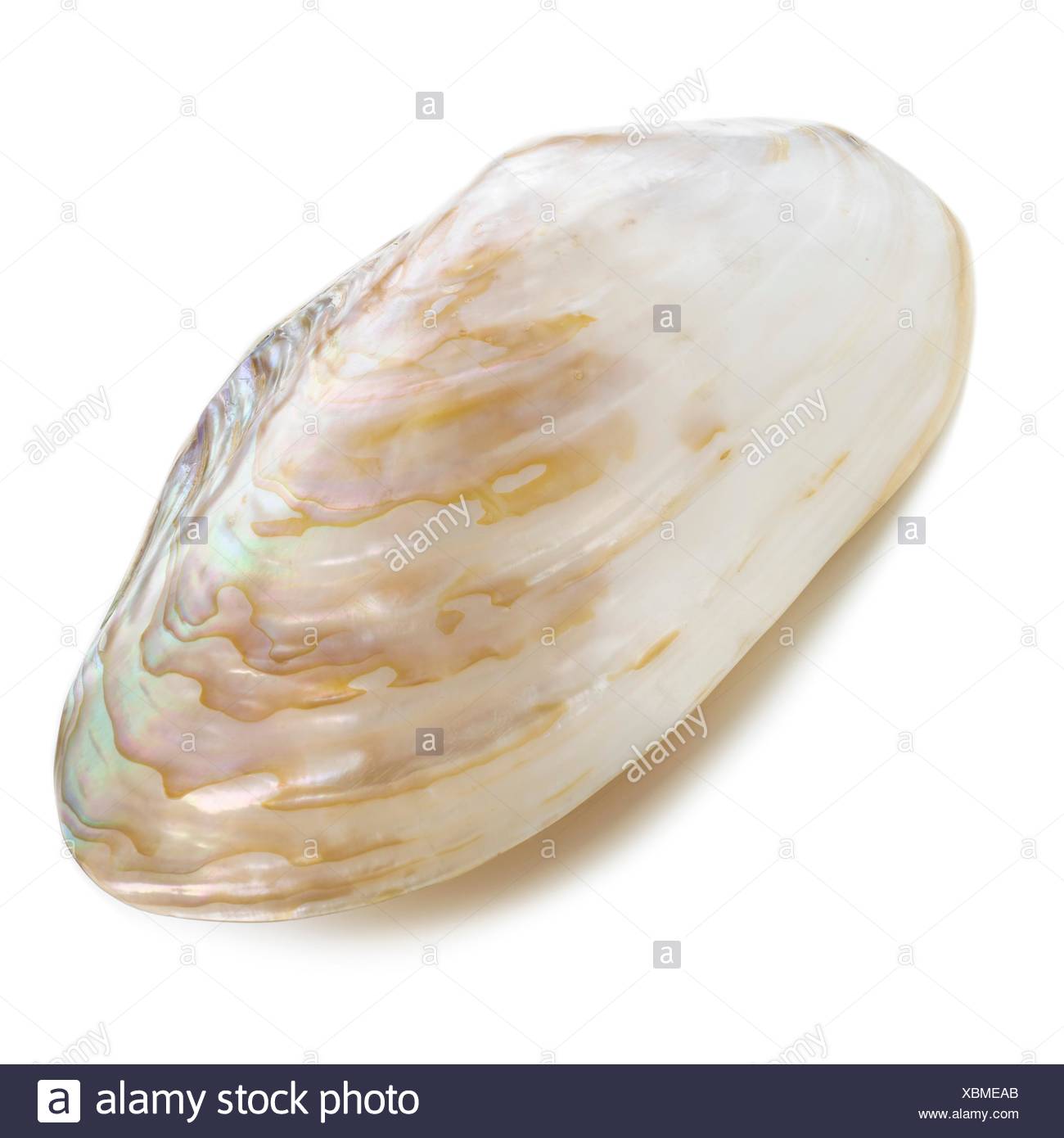 Abalone Shell High Resolution Stock Photography and Images - Alamy