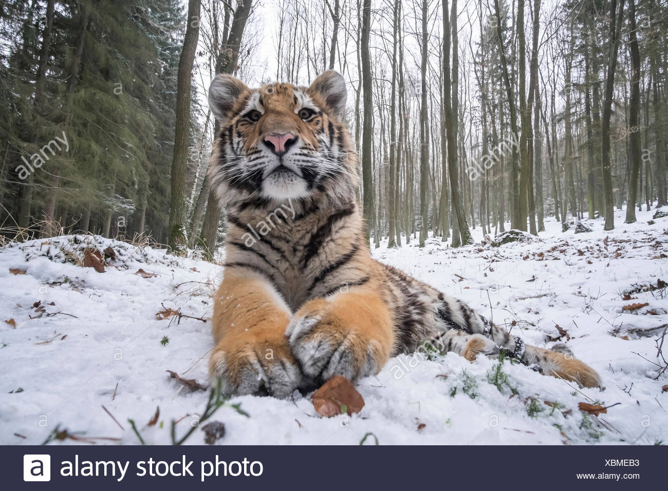Siberian Tiger Snow Forest High Resolution Stock Photography and Images ...