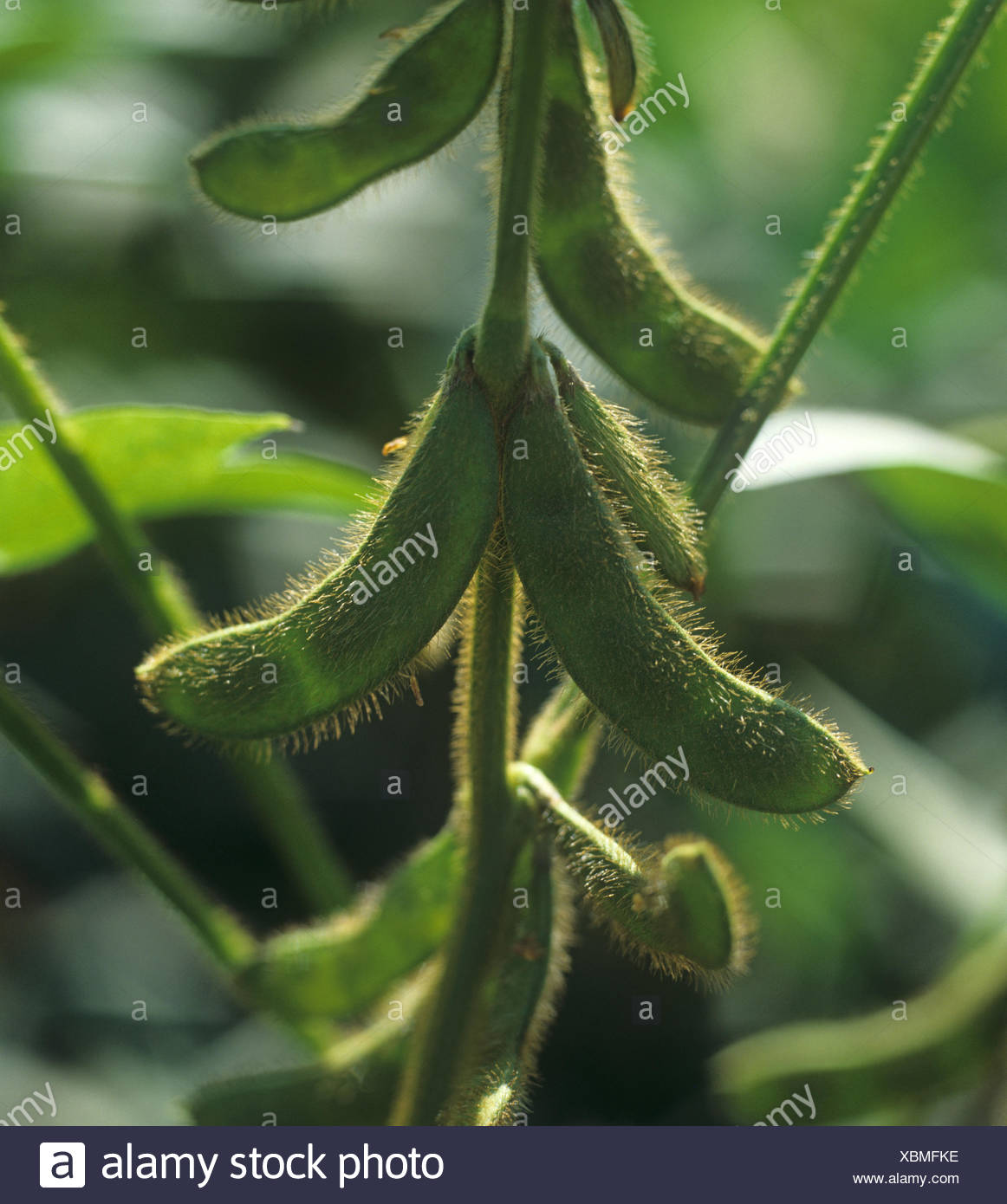 Soybean Leaves High Resolution Stock Photography and Images - Alamy