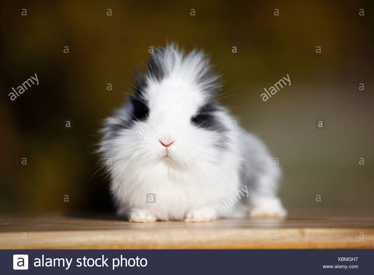 Teddy Dwarf Rabbits High Resolution Stock Photography and Images - Alamy