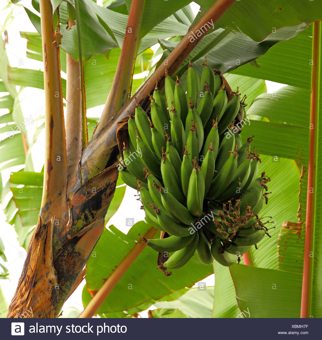 Banana Plantation Uganda Stock Photos & Banana Plantation Uganda Stock ...