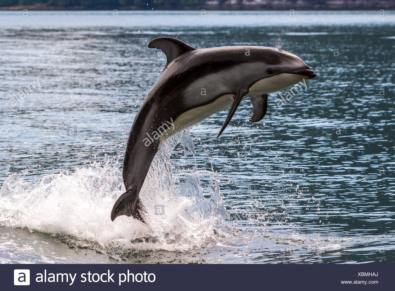 Dolphin Stock Photos & Dolphin Stock Images - Alamy