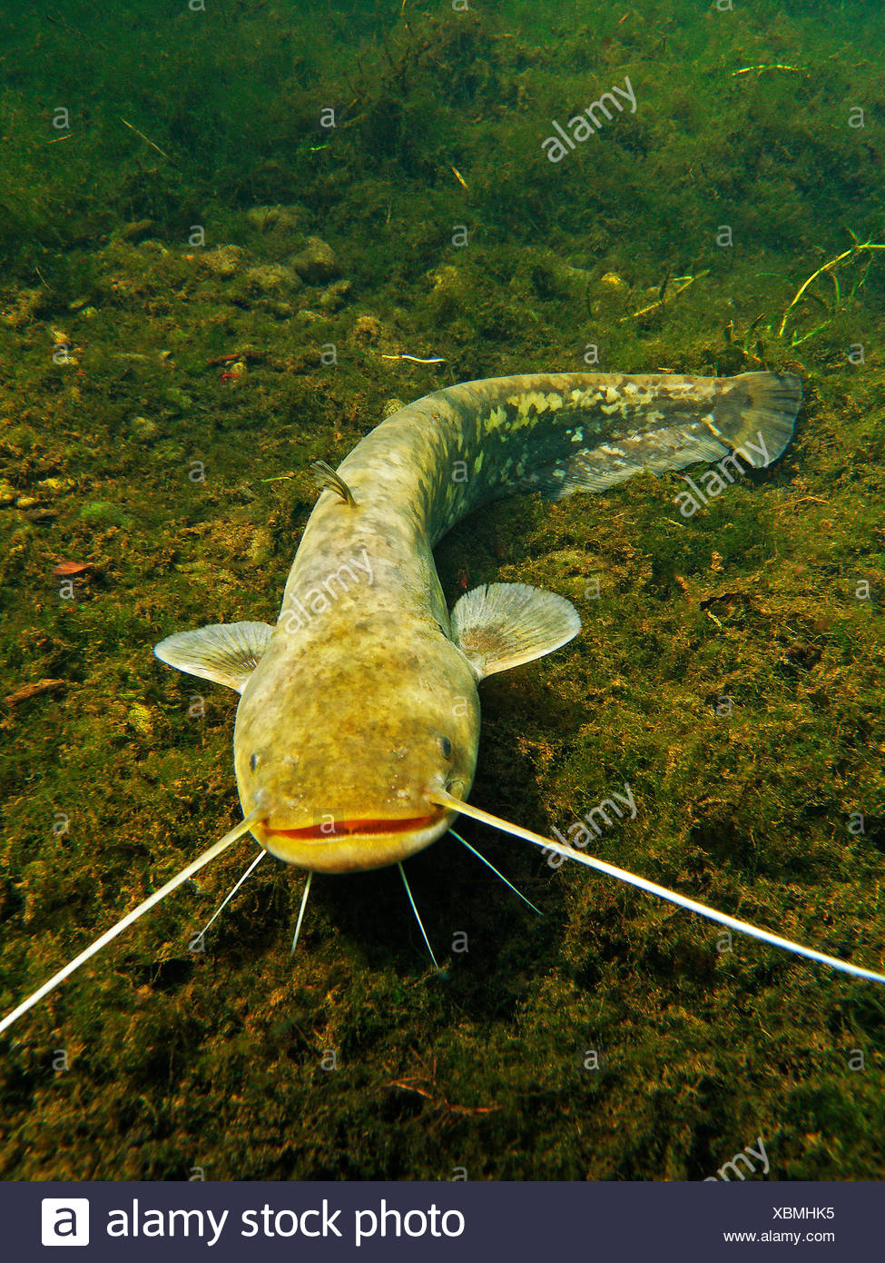 Wels Catfish Europe Stock Photos & Wels Catfish Europe Stock Images - Alamy
