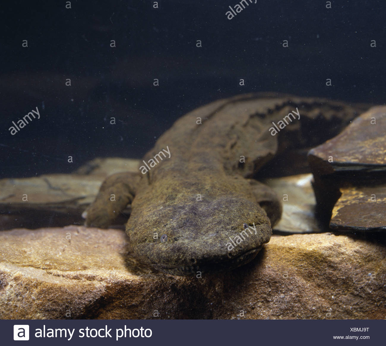 Hellbender Salamander Stock Photos & Hellbender Salamander Stock Images ...