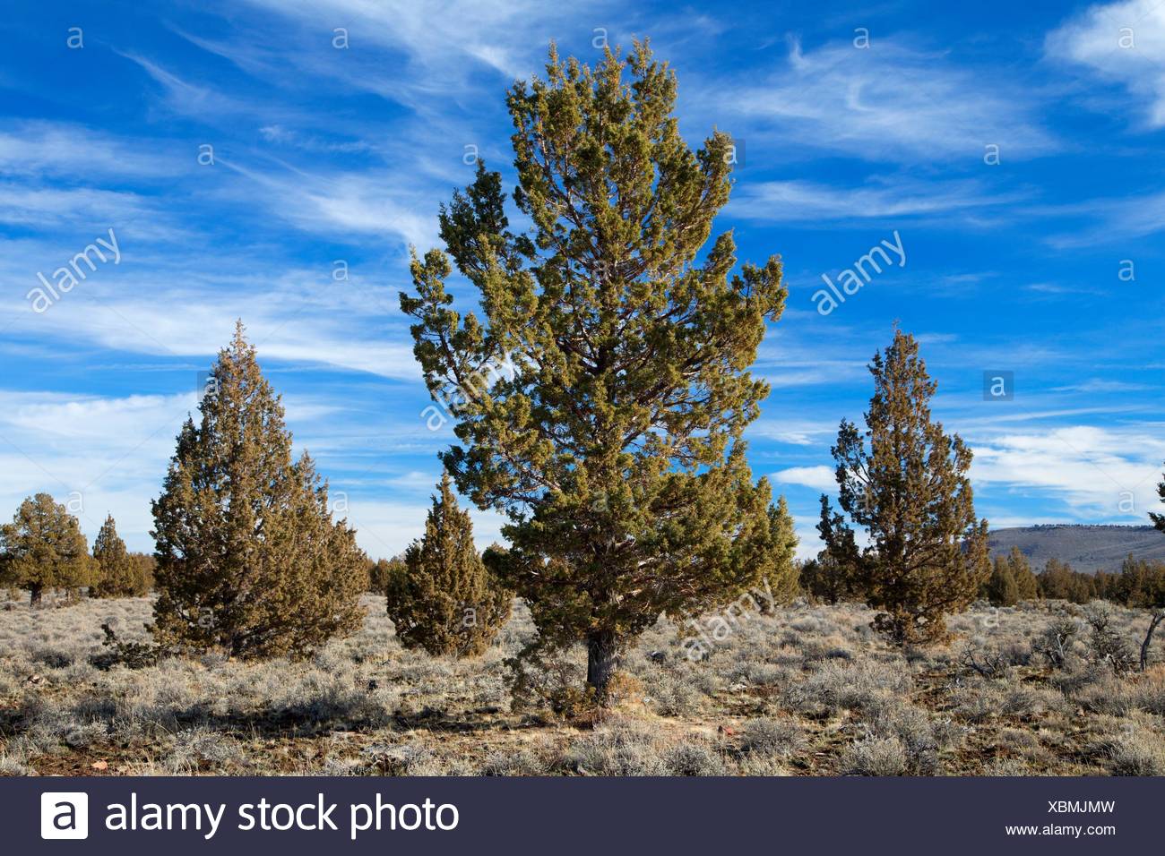 Western Juniper High Resolution Stock Photography and Images - Alamy