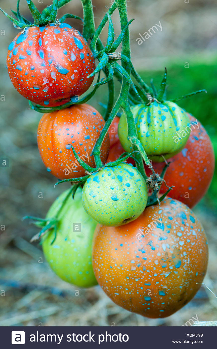 Bordeaux Mixture Stock Photos & Bordeaux Mixture Stock Images - Alamy