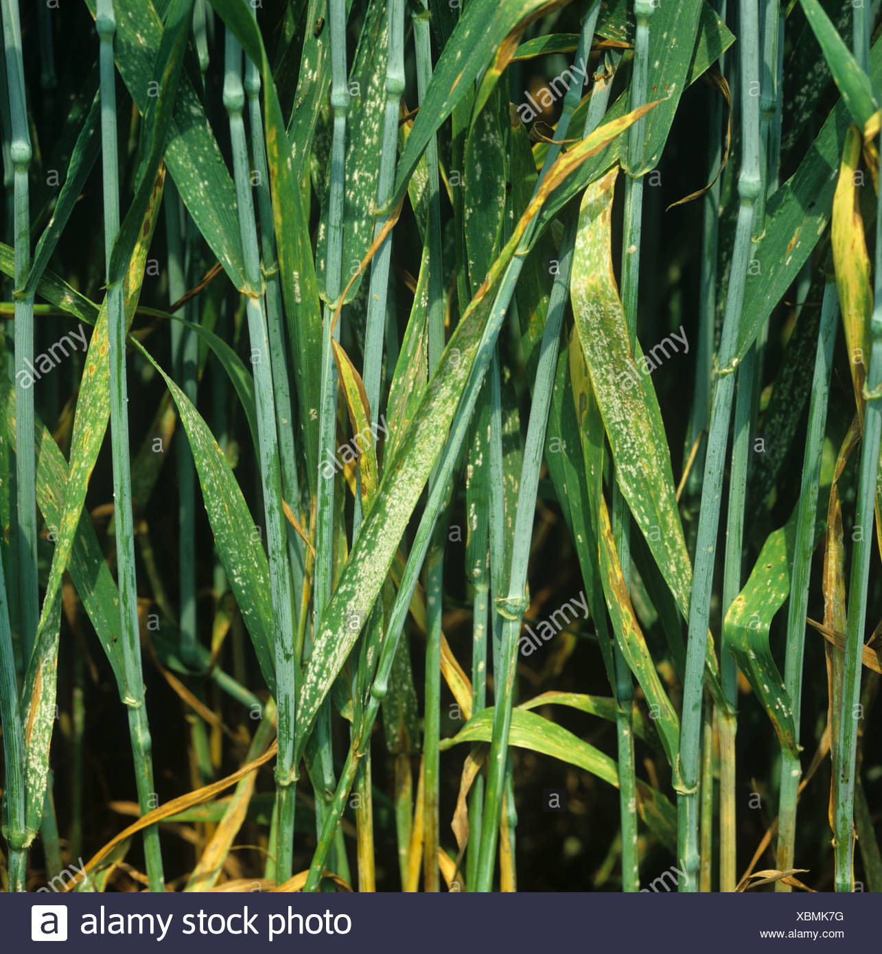 Powdery Mildew Fungal Disease High Resolution Stock Photography and ...