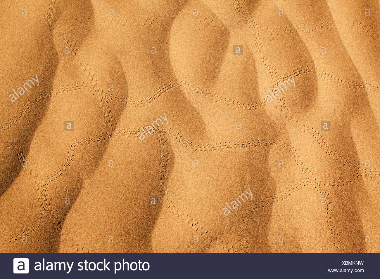 Insect Tracks High Resolution Stock Photography and Images - Alamy
