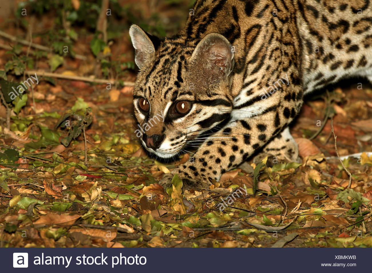 Ocelots Leopardus Pardalis High Resolution Stock Photography and Images ...