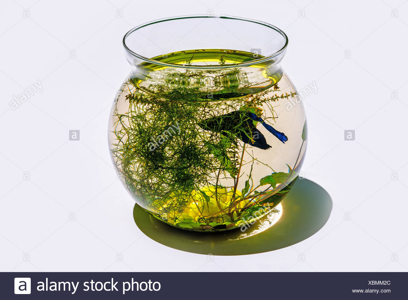 Cockerel Fish High Resolution Stock Photography and Images - Alamy