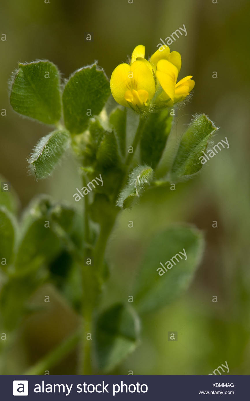 Little Weed High Resolution Stock Photography and Images - Alamy