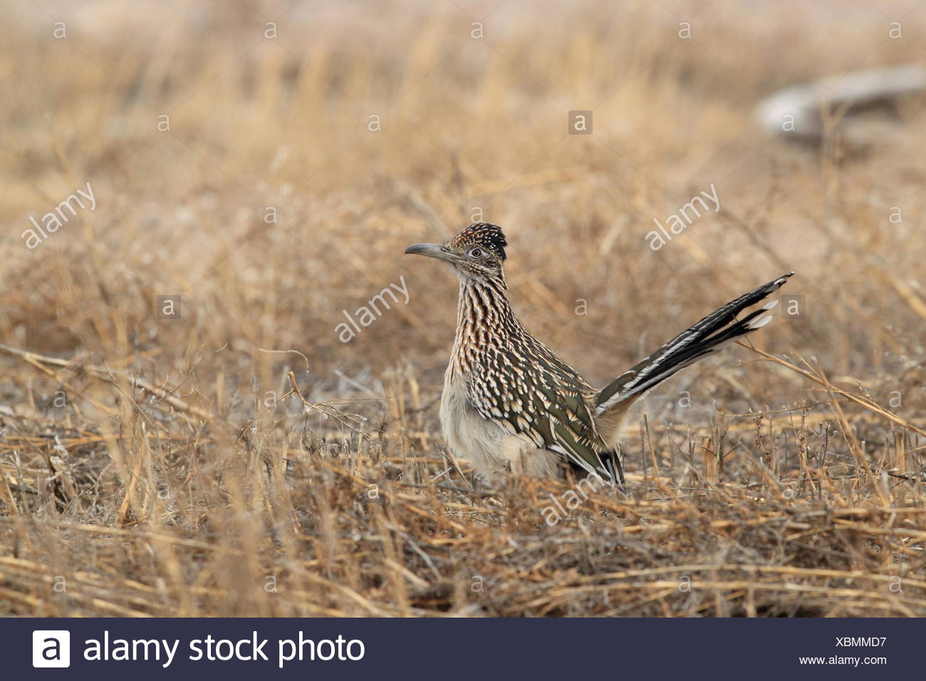 Roadrunner Birds High Resolution Stock Photography and Images - Alamy