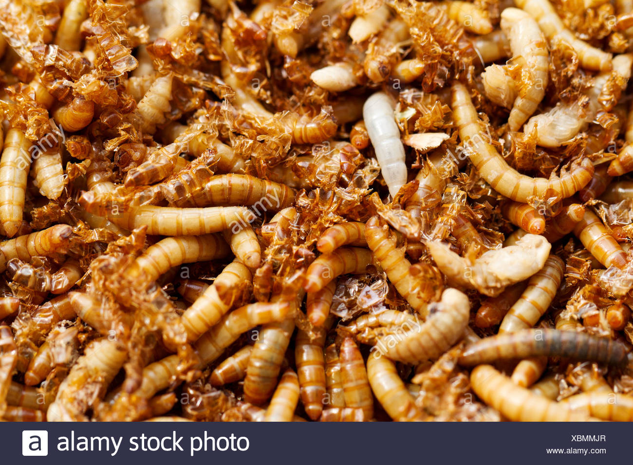 Grub Worms High Resolution Stock Photography and Images - Alamy