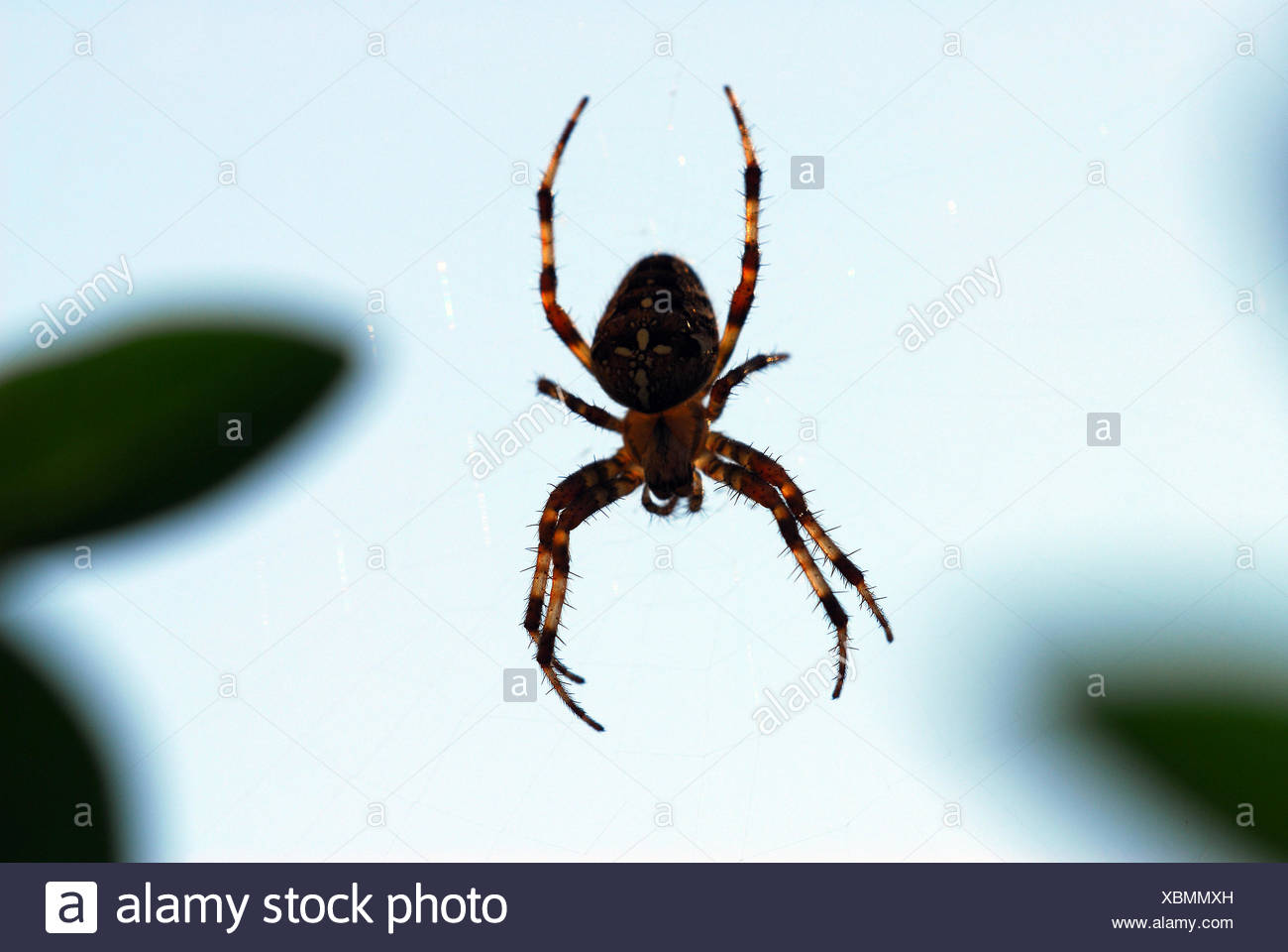 Vierfleckkreuzspinne High Resolution Stock Photography and Images - Alamy