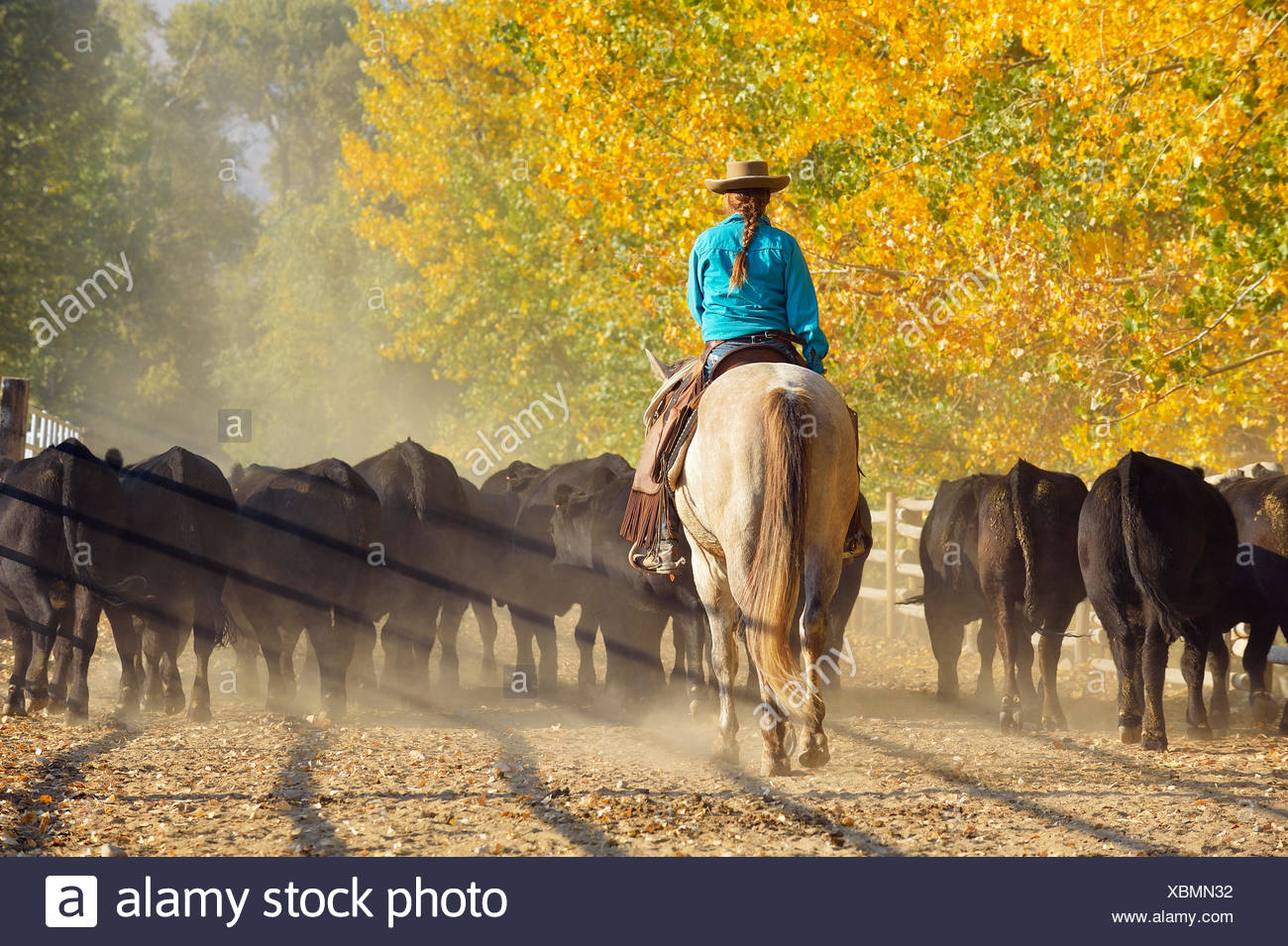 Cowgirl Herding Cattle High Resolution Stock Photography and Images - Alamy