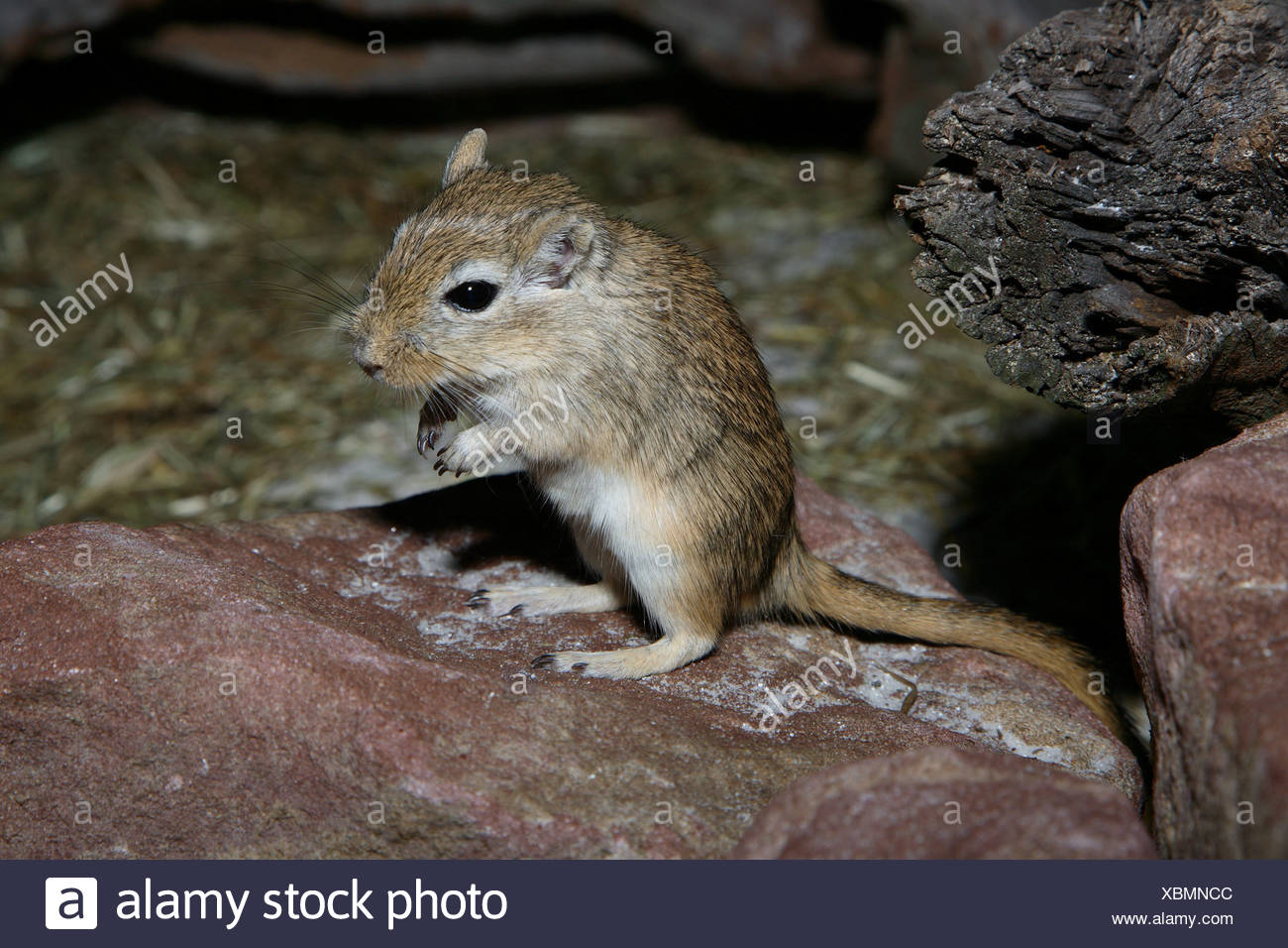 Desert Mice High Resolution Stock Photography and Images - Alamy