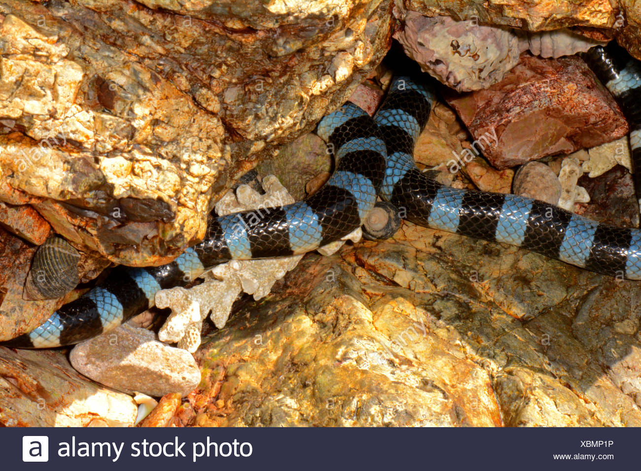 Blue Krait Snake High Resolution Stock Photography and Images - Alamy