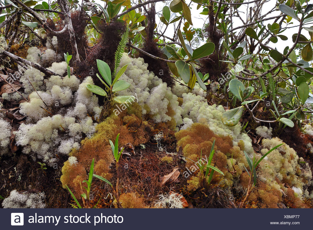 Lichens Vegetation High Resolution Stock Photography and Images - Alamy