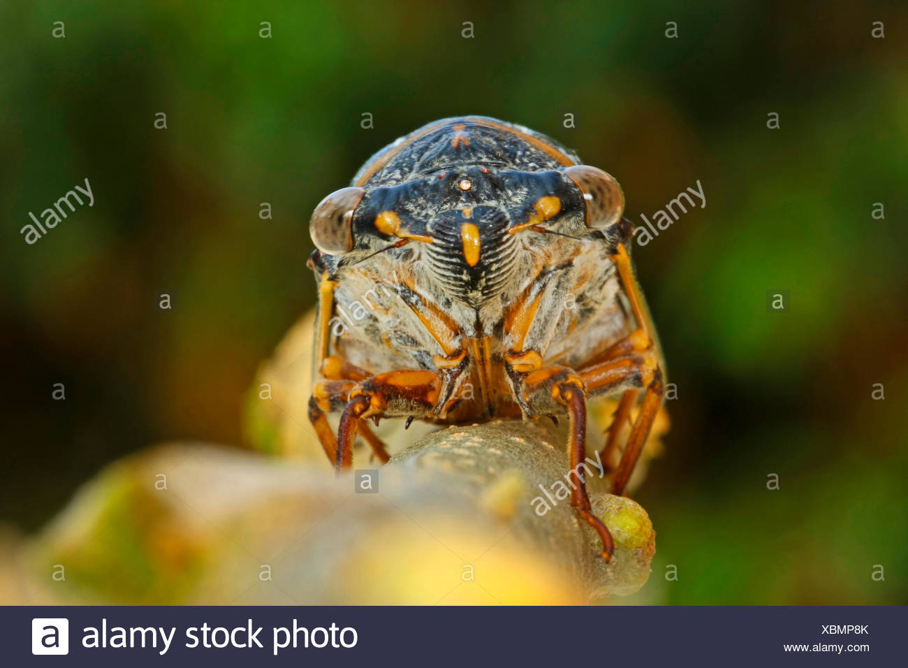 Plebejus High Resolution Stock Photography and Images - Alamy