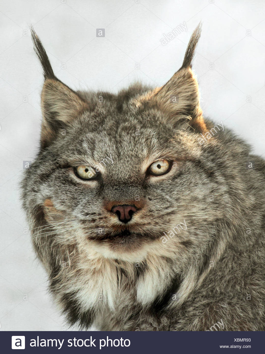 Canadian Lynx Lynx Canadensis In High Resolution Stock Photography and ...