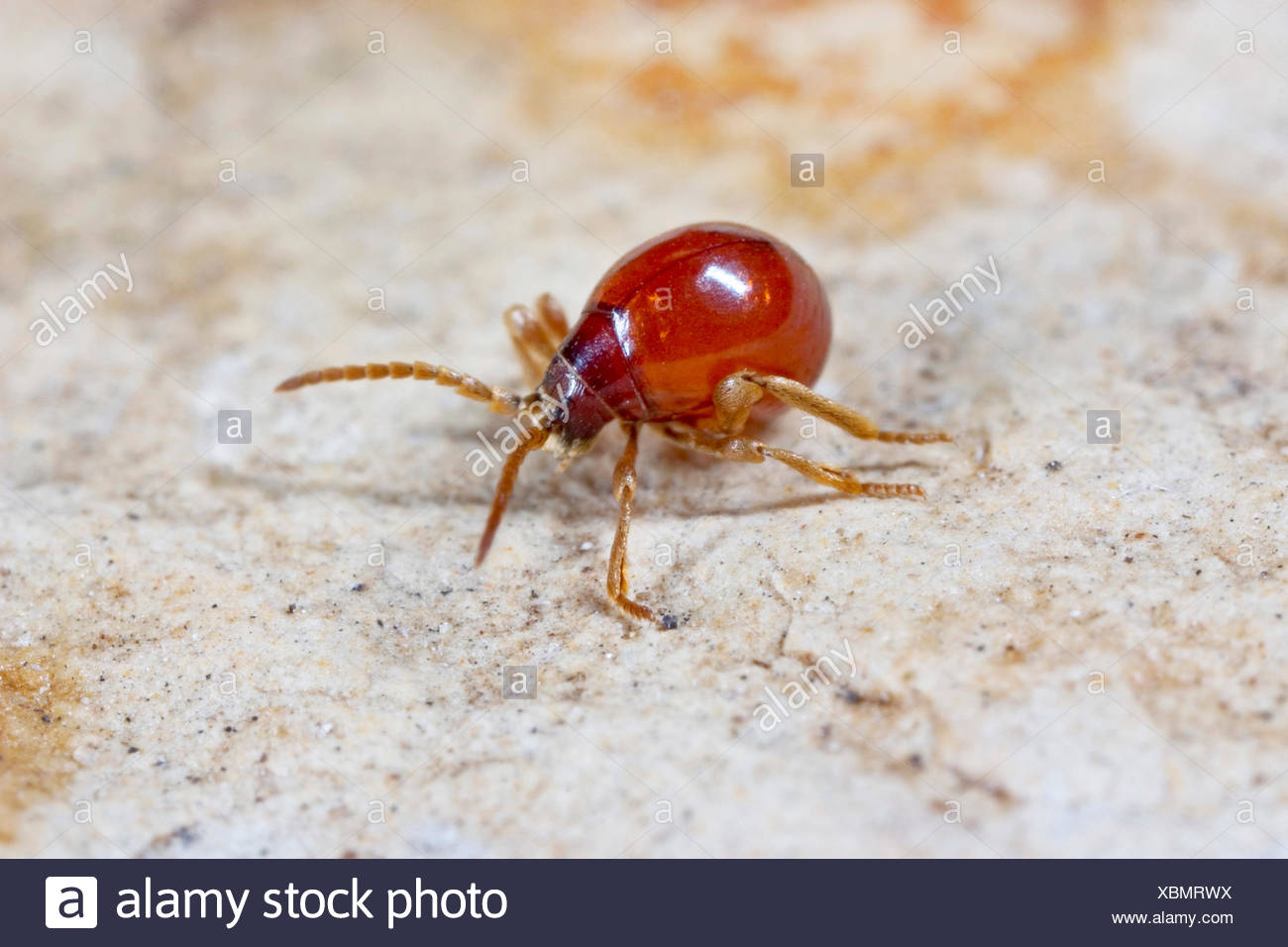 Death Watch Beetle High Resolution Stock Photography and Images - Alamy
