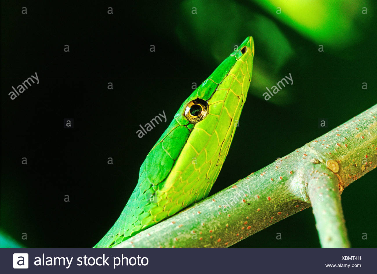 Green Vine Snake Oxybelis Fulgidus Stock Photos & Green Vine Snake ...