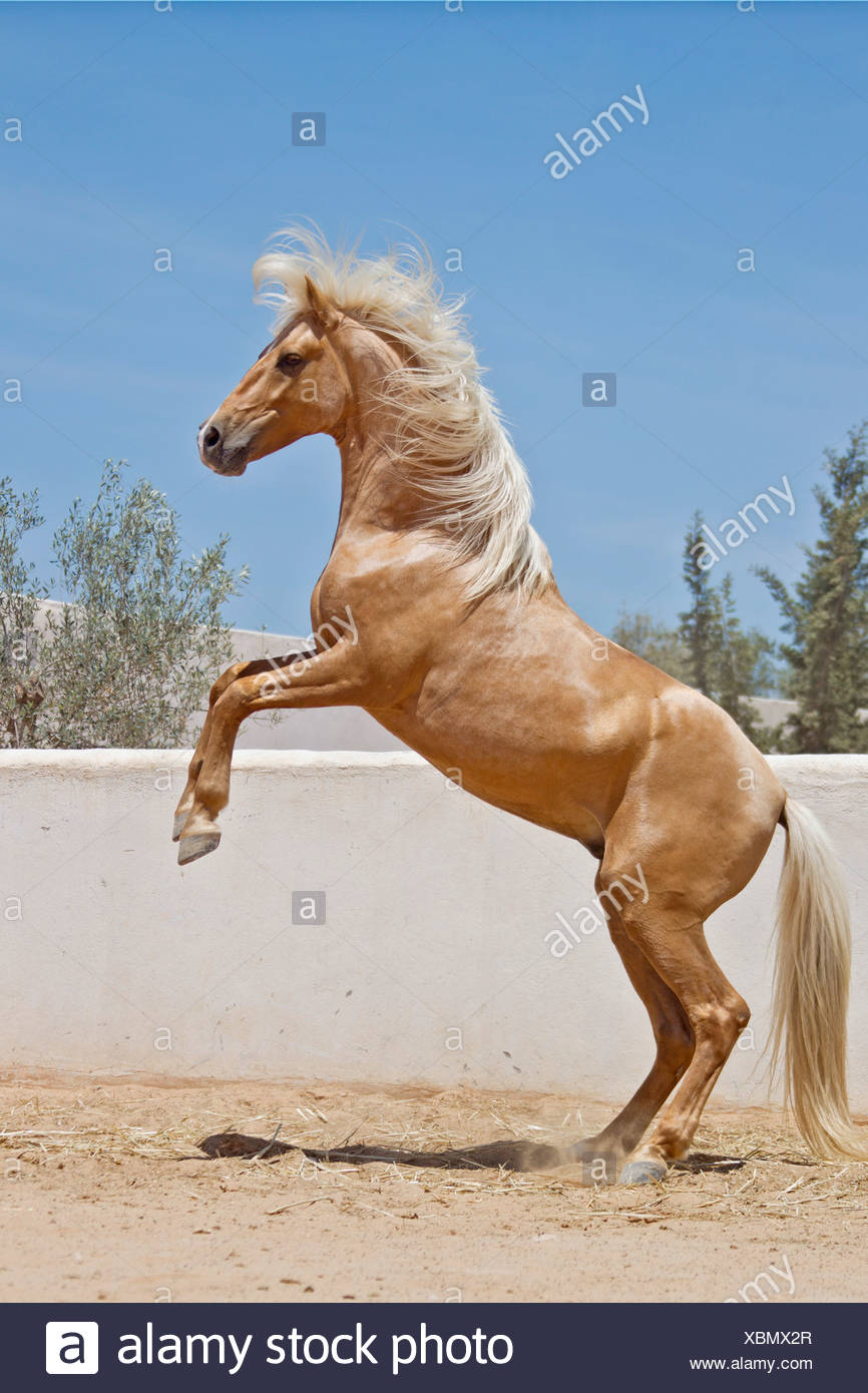 Rearing Horse Palomino High Resolution Stock Photography and Images - Alamy