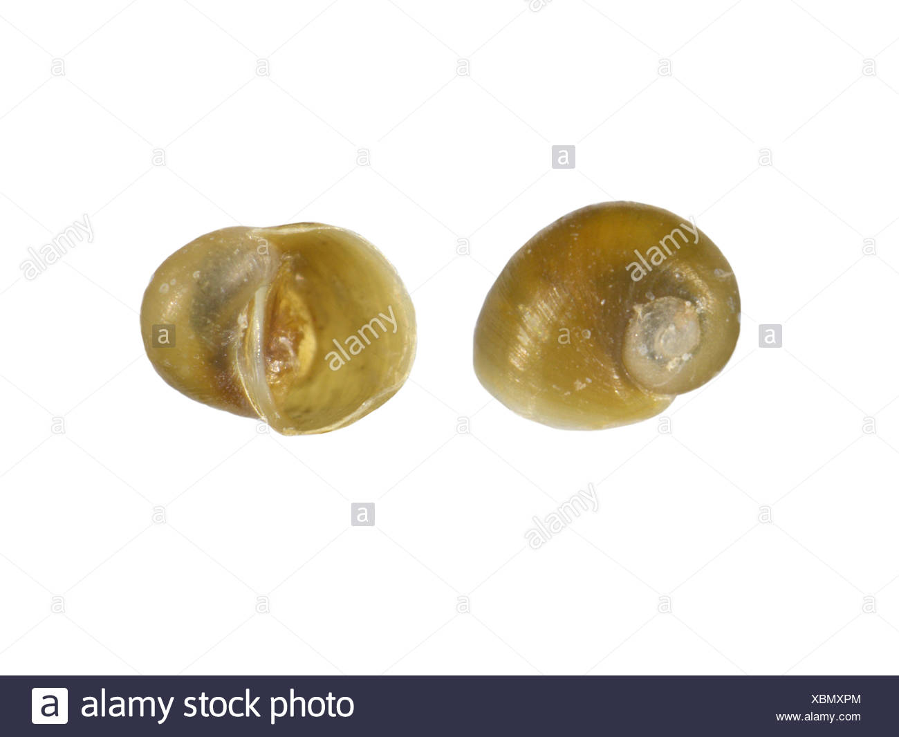 Littorina Obtusata High Resolution Stock Photography and Images - Alamy
