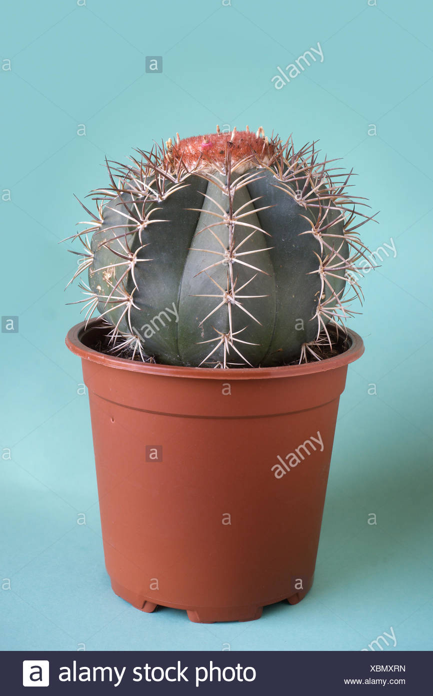 Inside The Cactus High Resolution Stock Photography and Images - Alamy