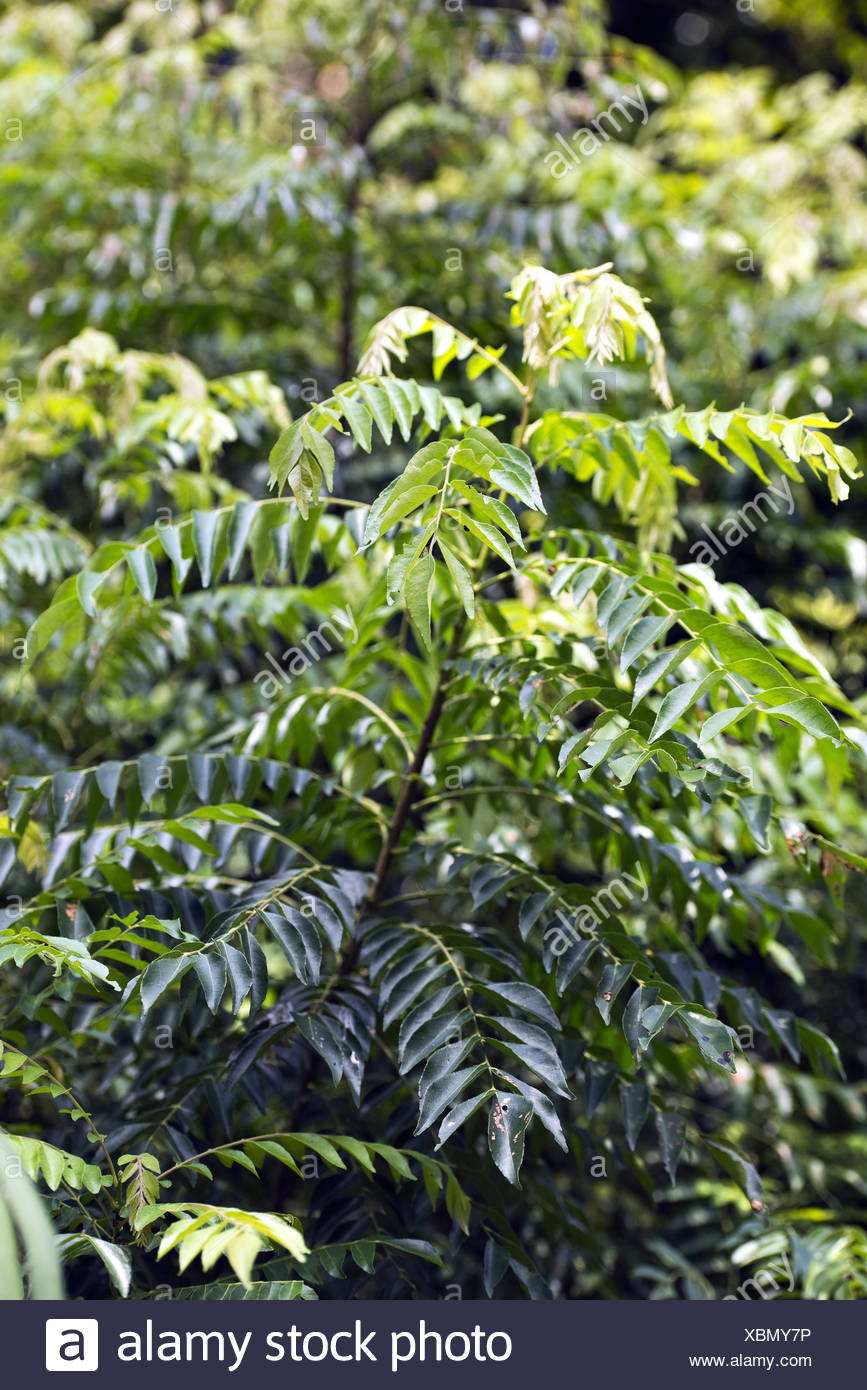 Szechuan Pepper Plant High Resolution Stock Photography and Images - Alamy