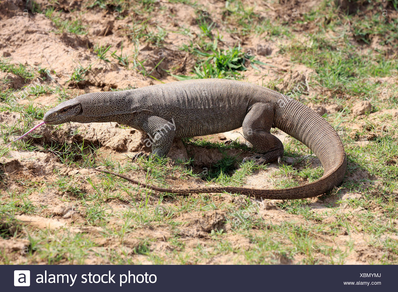 Common Indian Monitor Lizard High Resolution Stock Photography and ...