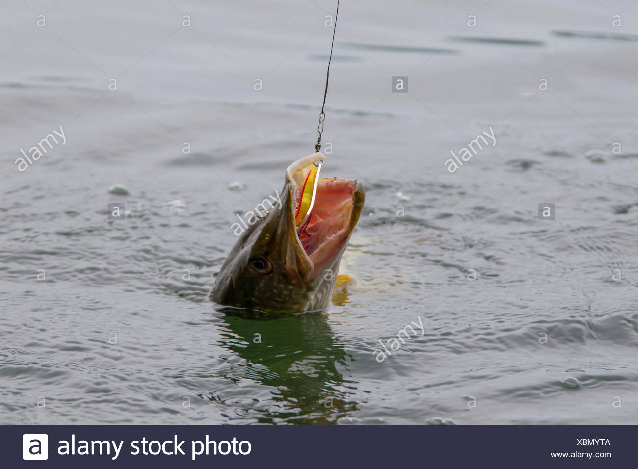 Northern Pike Germany High Resolution Stock Photography and Images - Alamy